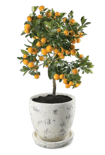 August in the Garden – Tangleby Gardens